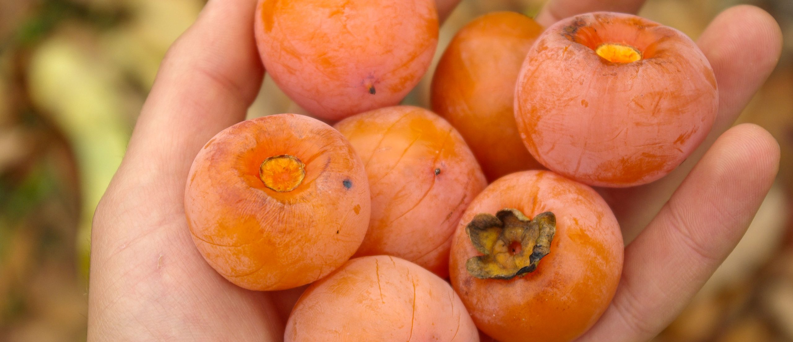 full-hero-persimmons-scaled.jpg