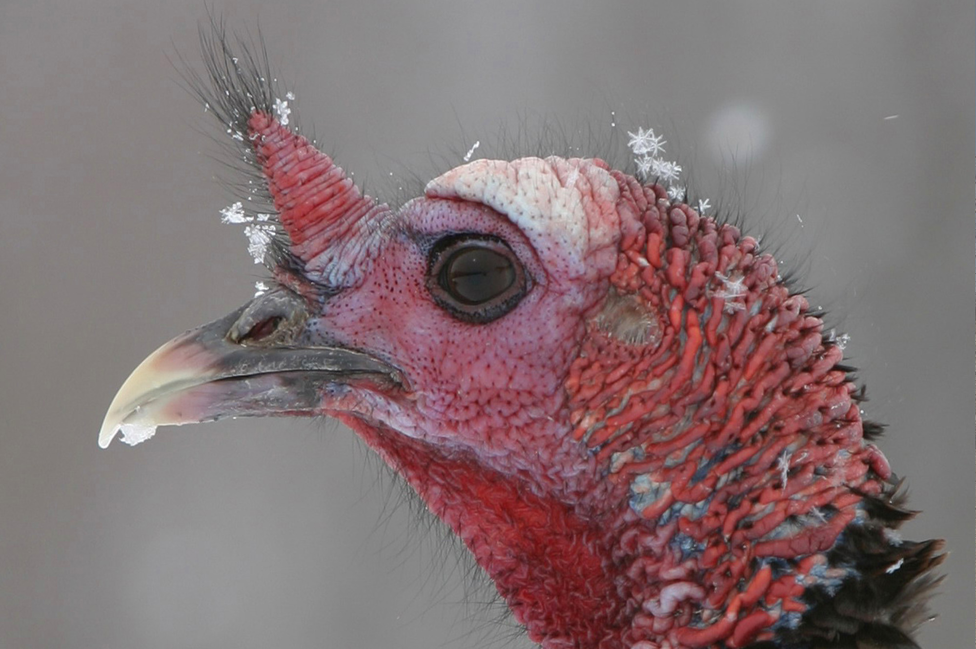 turkeys-hear-bottom.jpg