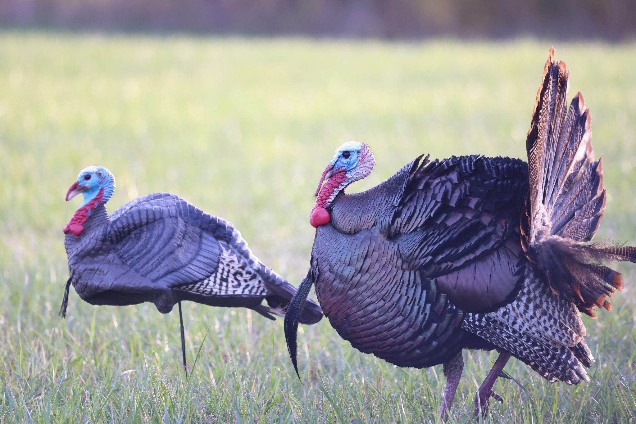 Match your hunting tactics to the time of day. Photo courtesy of ...