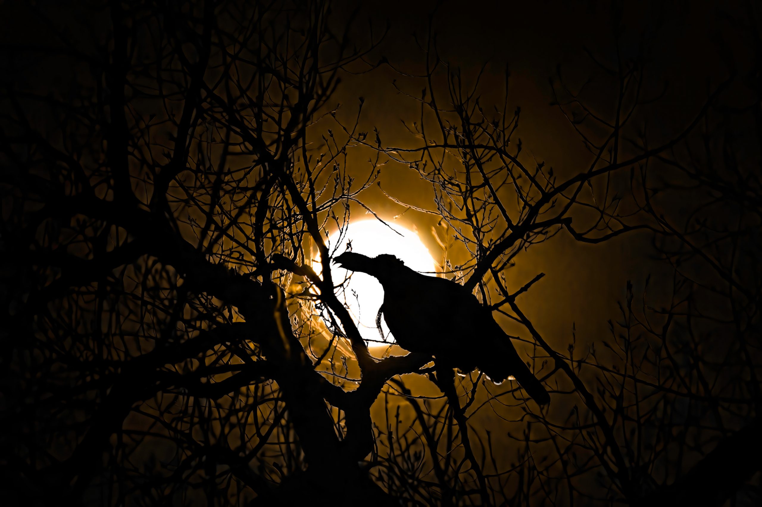 677f7432aba79_FosterBartholow_OnceInALifetimeMelanisticUnderTheMoon_t ...