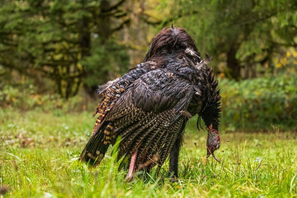 The Gun Dog Breakup - The National Wild Turkey Federation