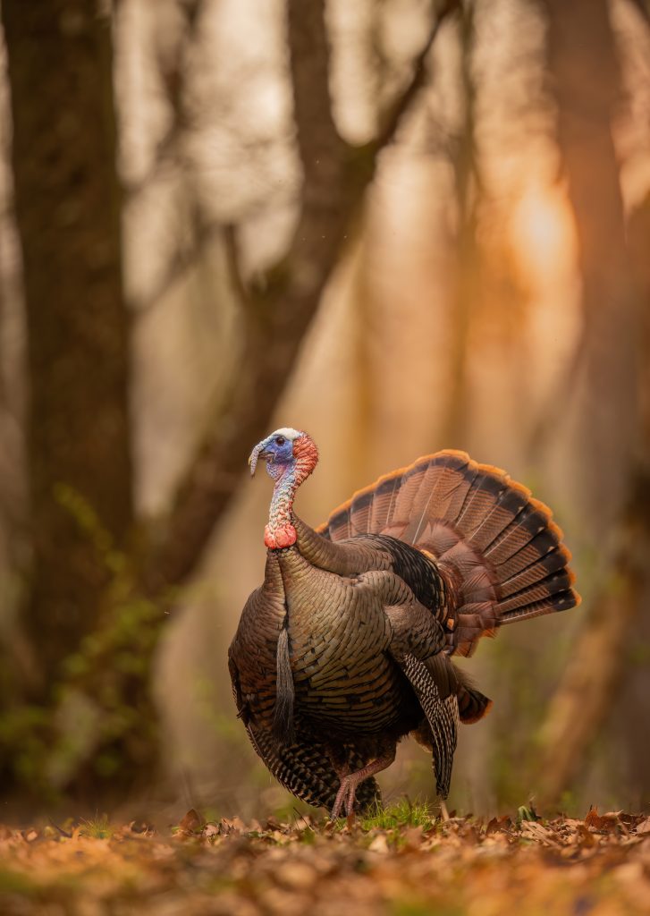 special features for turkey