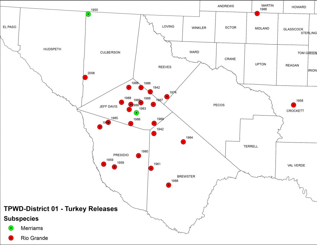 Historical releases of wild turkey subspecies in Texas. Photo credit ...